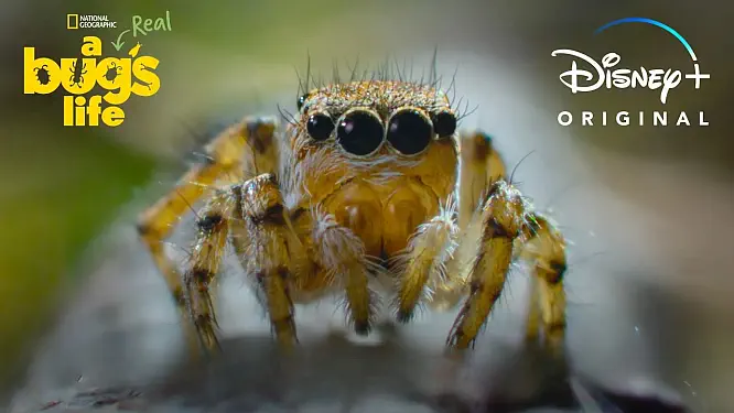 National Geographic Renews Disney+ Original Series "A Real Bug's Life ...