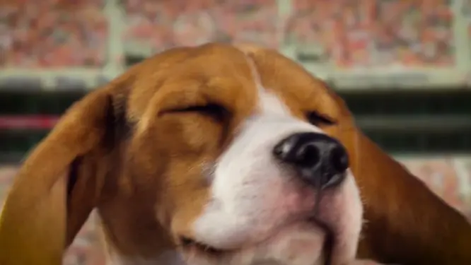 The Cutest Showdown in Sports "Puppy Bowl XXII" Returns on Sunday ...